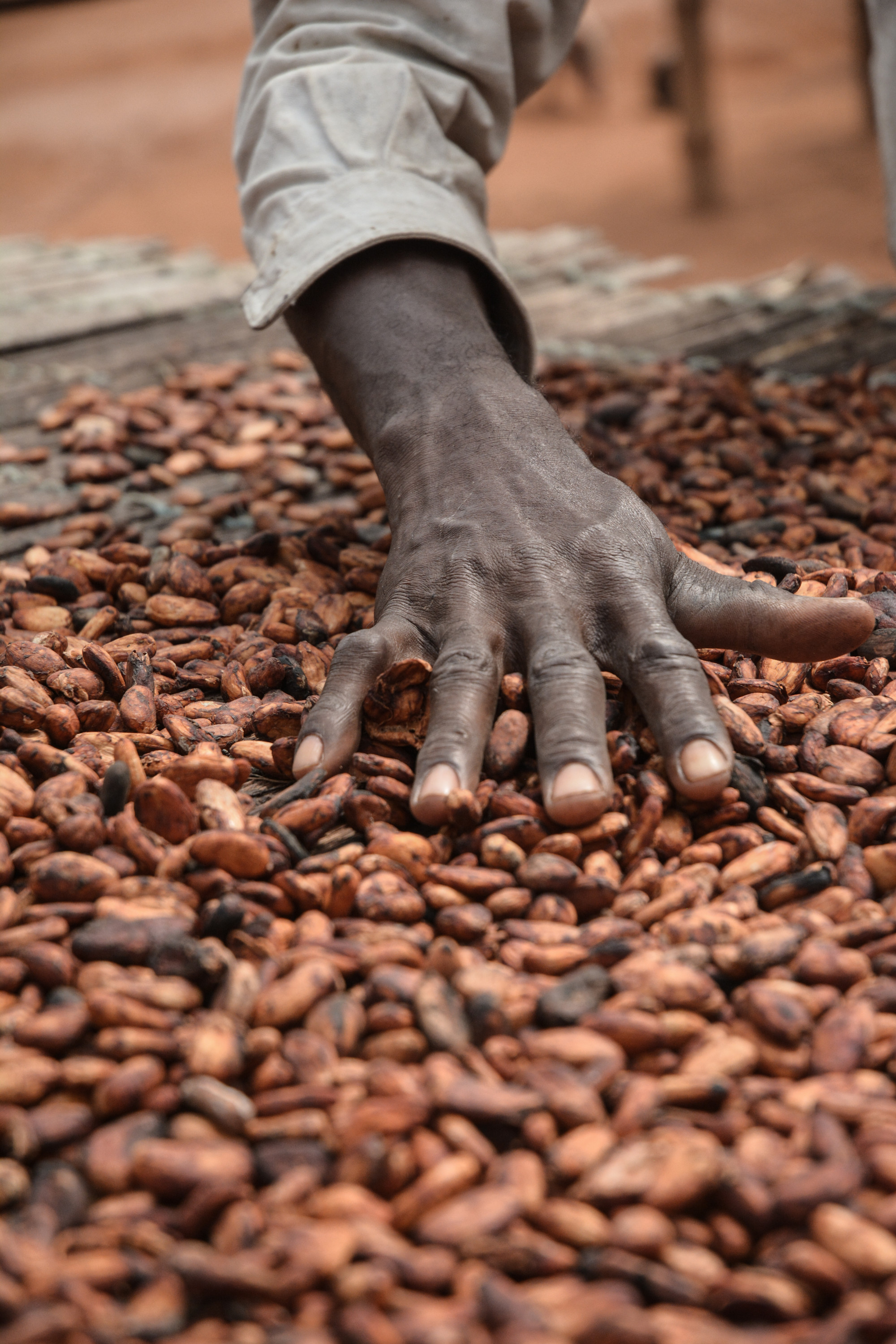 Promoting professional and sustainable cocoa farming | Global ...