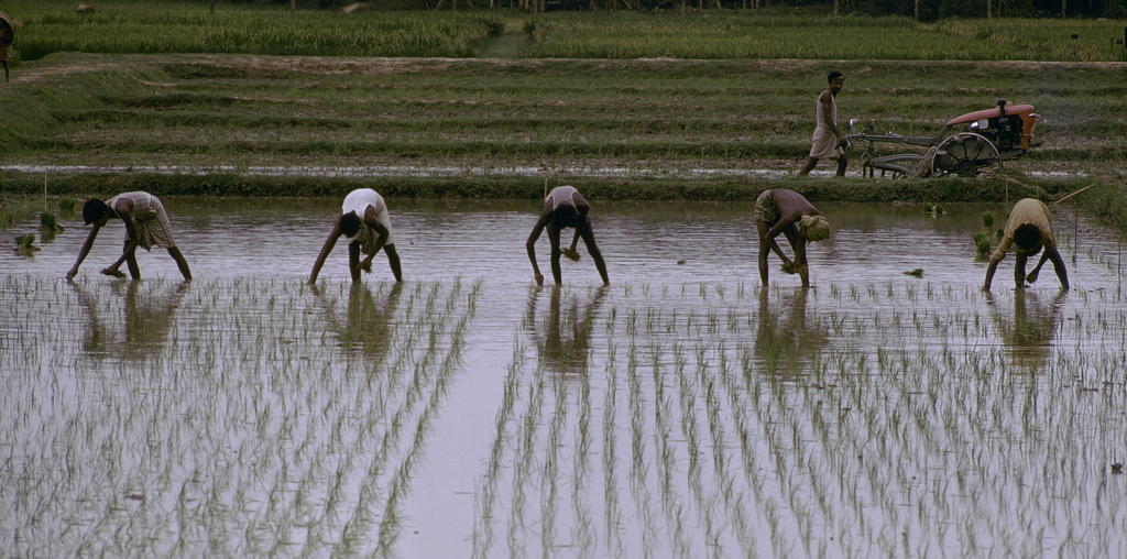 Dutch Government Contributes €100 Million to Global Food Security ...