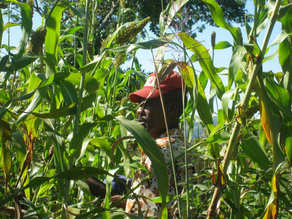 Technological Innovation for Agroforestry and Agriculture Program ...