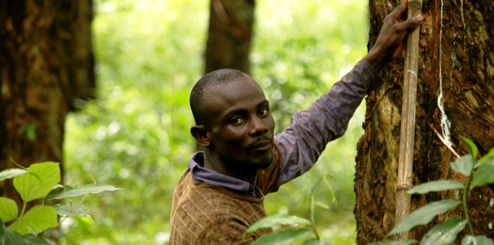 Supporting rubber farmers in the wake of the Ebola crisis | Global ...
