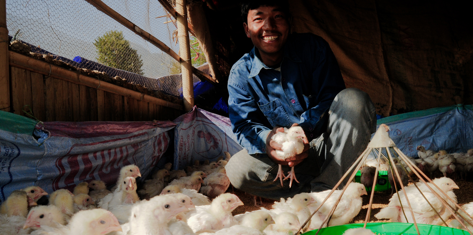 Boosting Poultry Productivity and Farmer Incomes in Nepal | Global ...