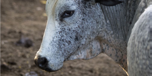 GAFSP Helps Madagascar Beef Up its Zebu Export Market | Global ...