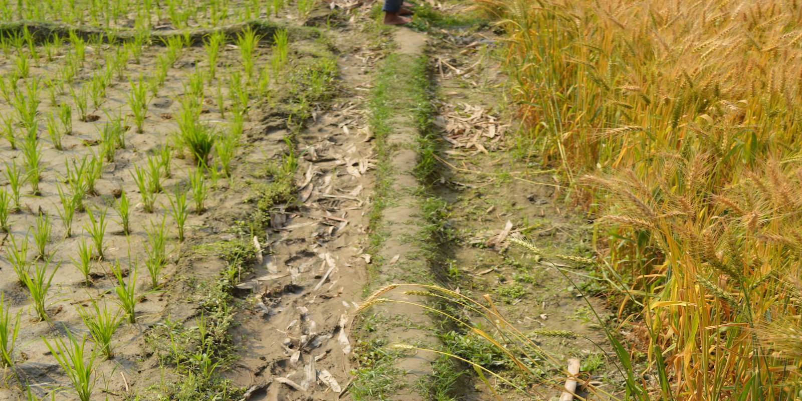 Statement from GAFSP Co-Chairs: GAFSP and COVID-19 | Global Agriculture ...