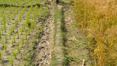 Statement from GAFSP Co-Chairs: GAFSP and COVID-19 | Global Agriculture ...