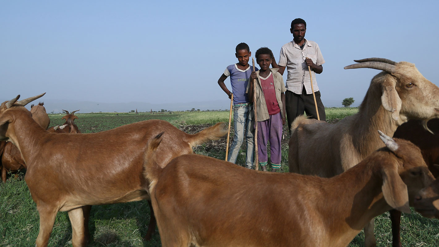 In Ethiopia, COVID-19 is Causing Disruptions in Meat Processing, Even ...