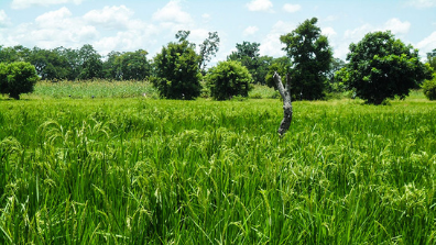 Agricultural Productivity and Food Security Project (PAPSA) | Global ...