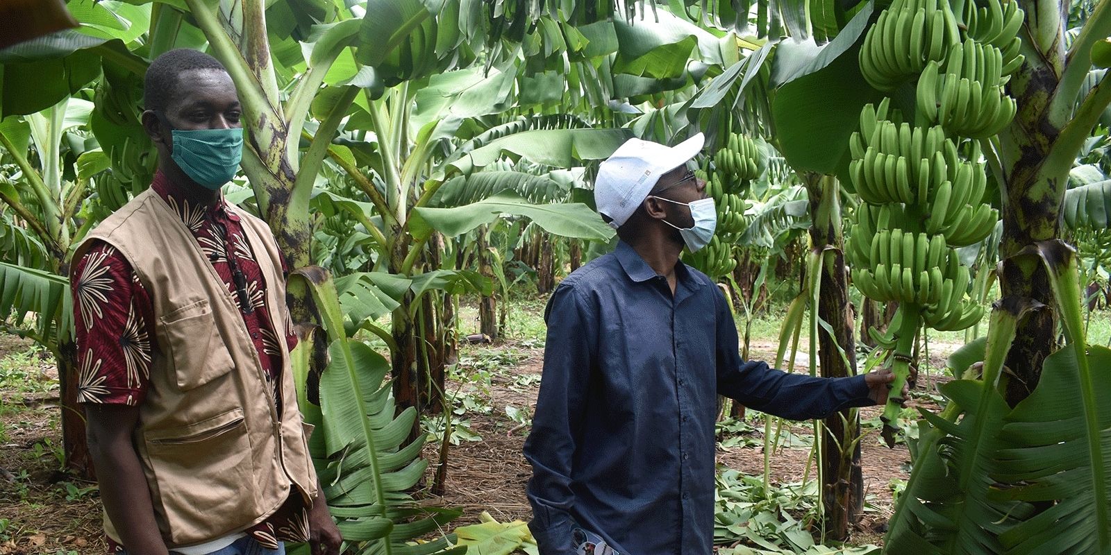 Building Knowledge to Tap Senegal’s Growing Banana Market | Global ...