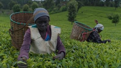 KTDA: A Climate-smart Solution to Supporting the Tea Industry in East ...