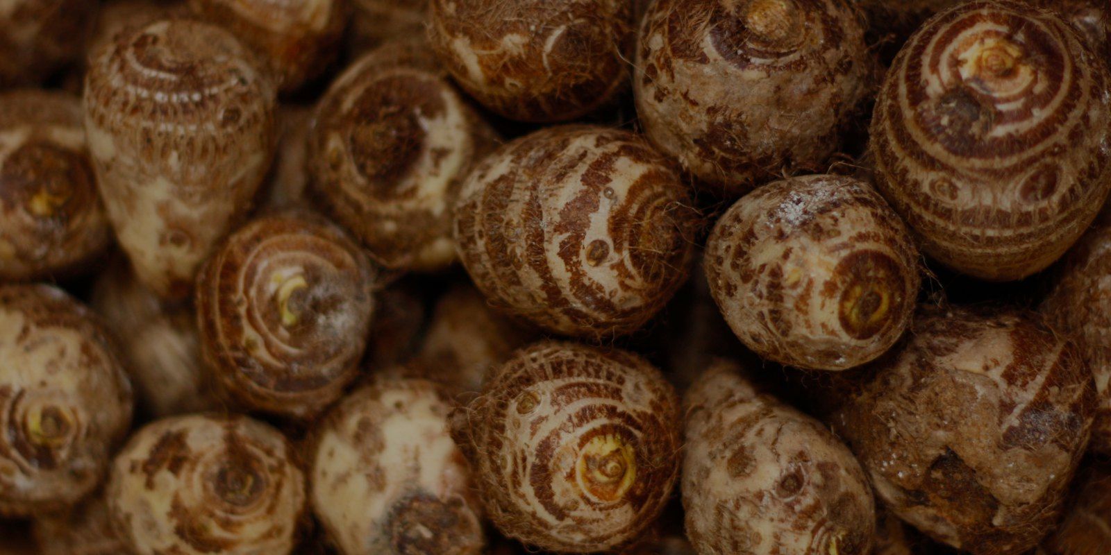 Agricultural Investment for Markets and Nutrition in Solomon Islands ...