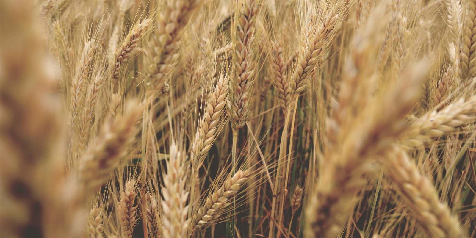 GAFSP: Boosting Food Security | Global Agriculture and Food Security ...