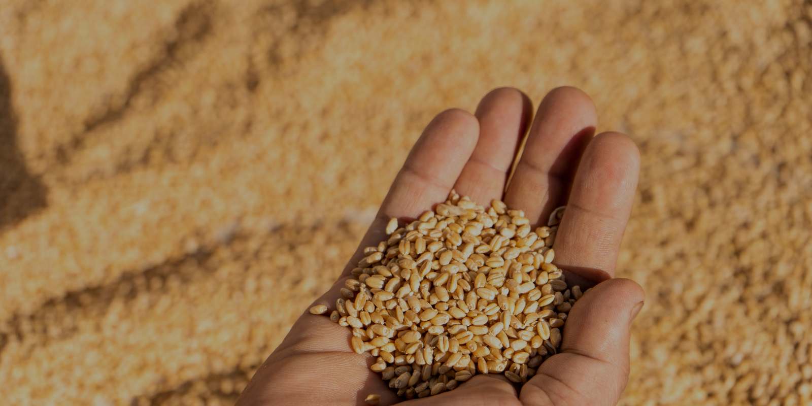 Global Agriculture and Food Security Program (GAFSP) | Global ...