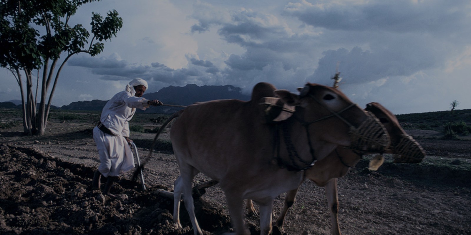 Smallholder Agricultural Productivity Enhancement Program (SAPEP ...