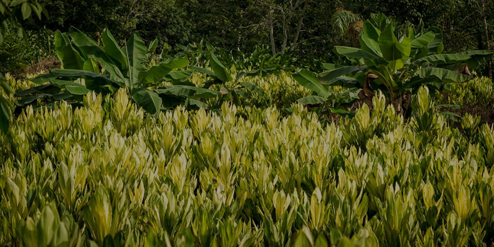 Strengthening smallholders and women’s livelihoods and resilience in ...