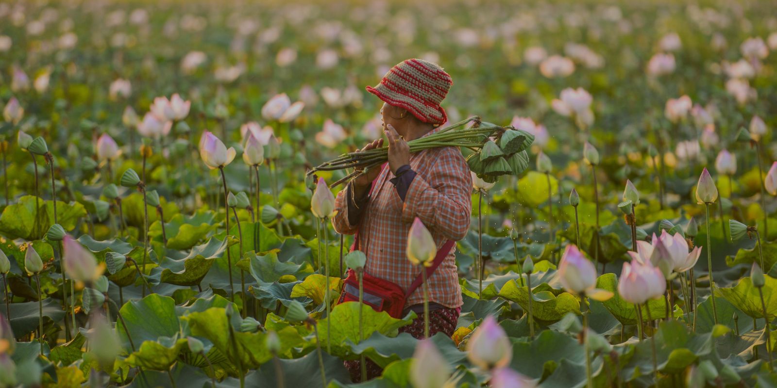 Global Agriculture and Food Security Program