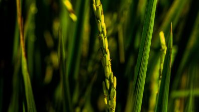 GAFSP Commits to Global Alliance Against Hunger and Poverty With Over ...