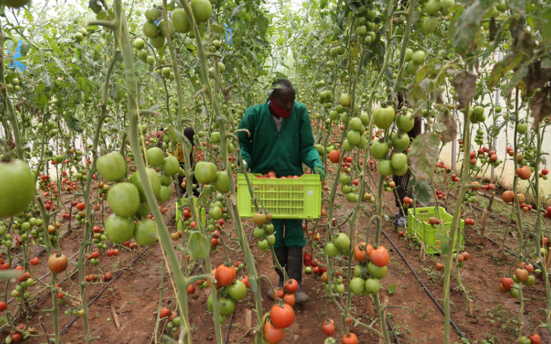 Rwanda’s Greenhouses Bring Growth | Global Agriculture and Food ...