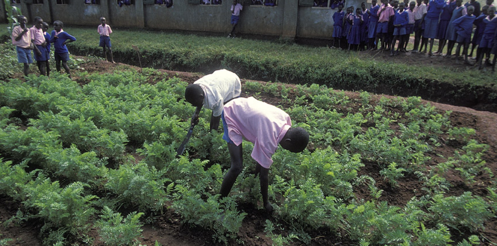 Small-Scale Irrigation and Value Addition Project (SIVAP) | Global ...