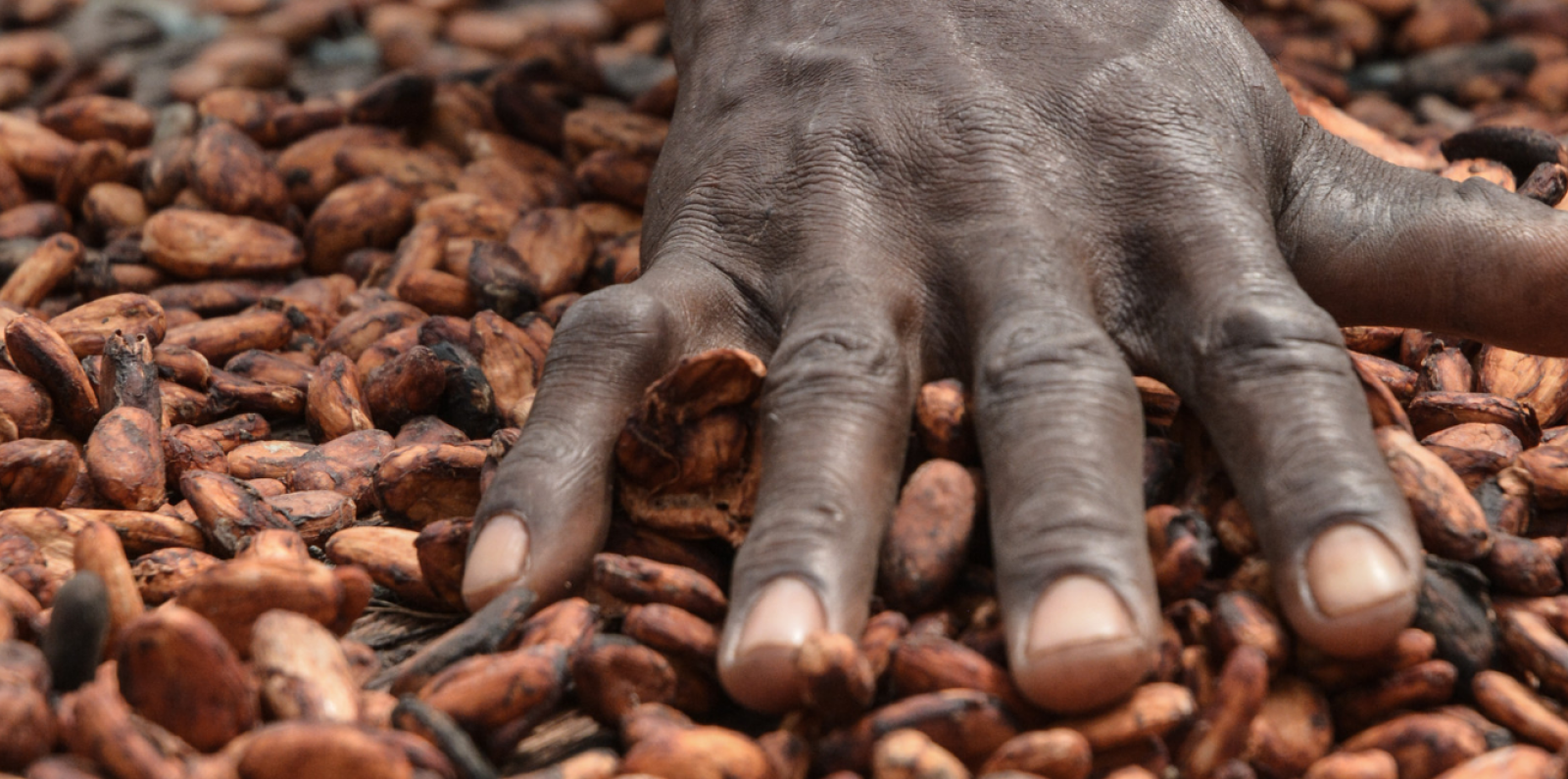 Promoting professional and sustainable cocoa farming | Global ...