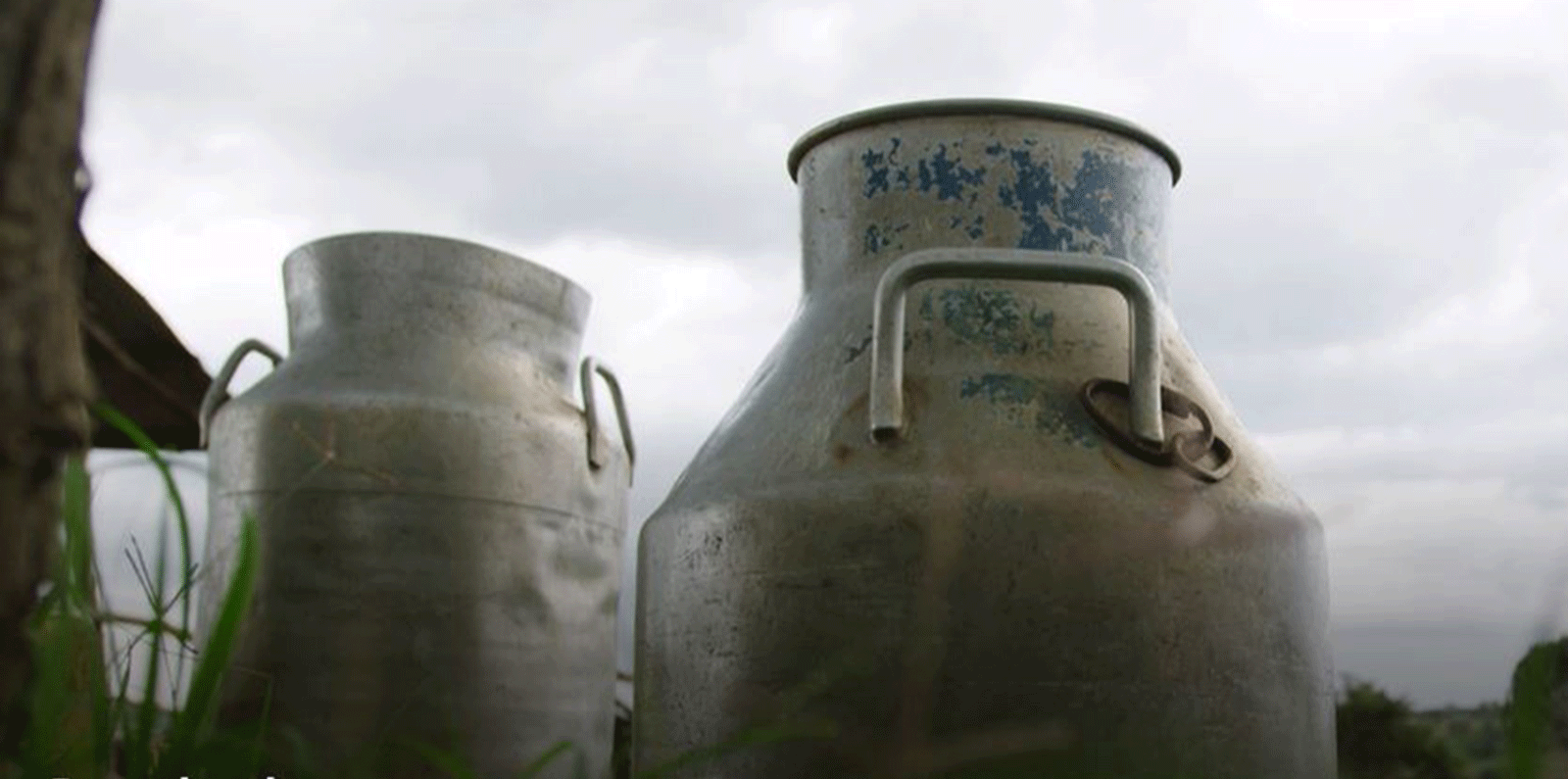 Uganda’s Dairy Farmers Develop a Taste for New Markets | Global ...