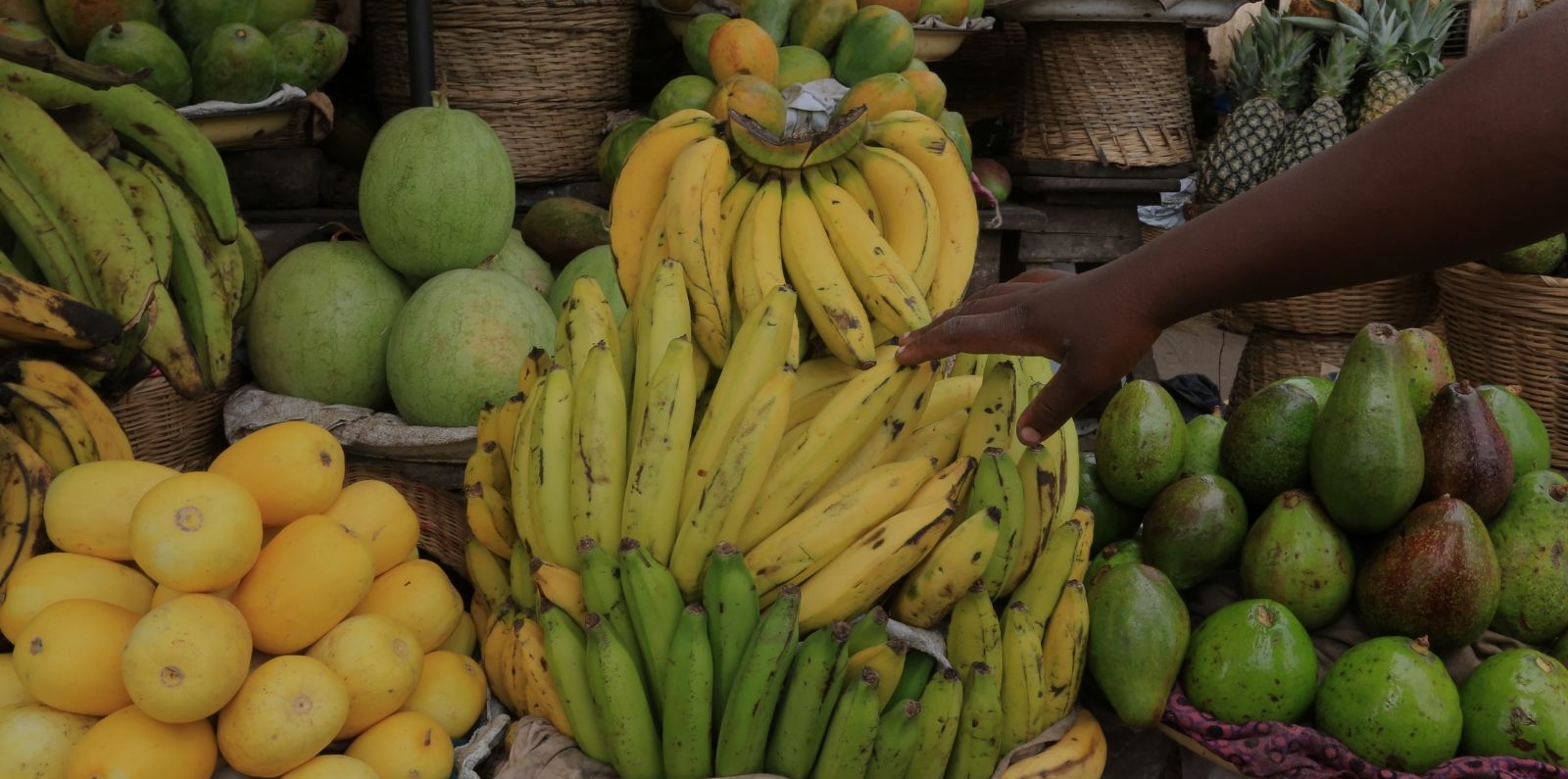 Support for the Promotion of Agroecological Market Gardening in Togo ...